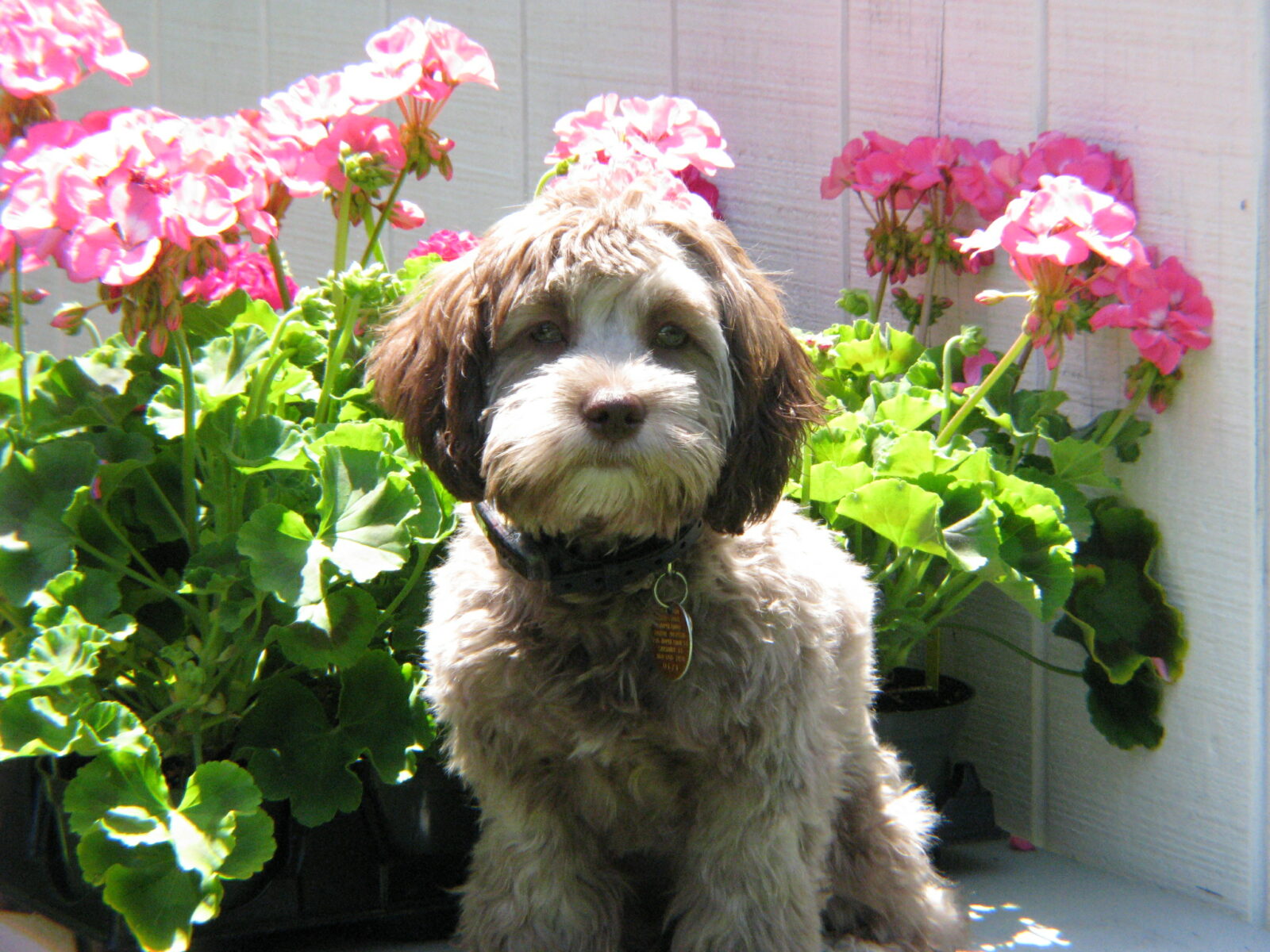 Cockapoo Colors - Duke's Cockapoos