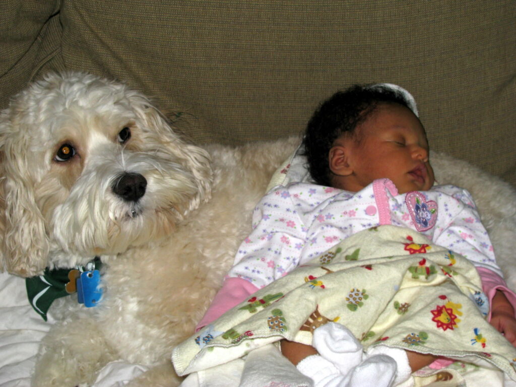 Home - Duke's Cockapoos