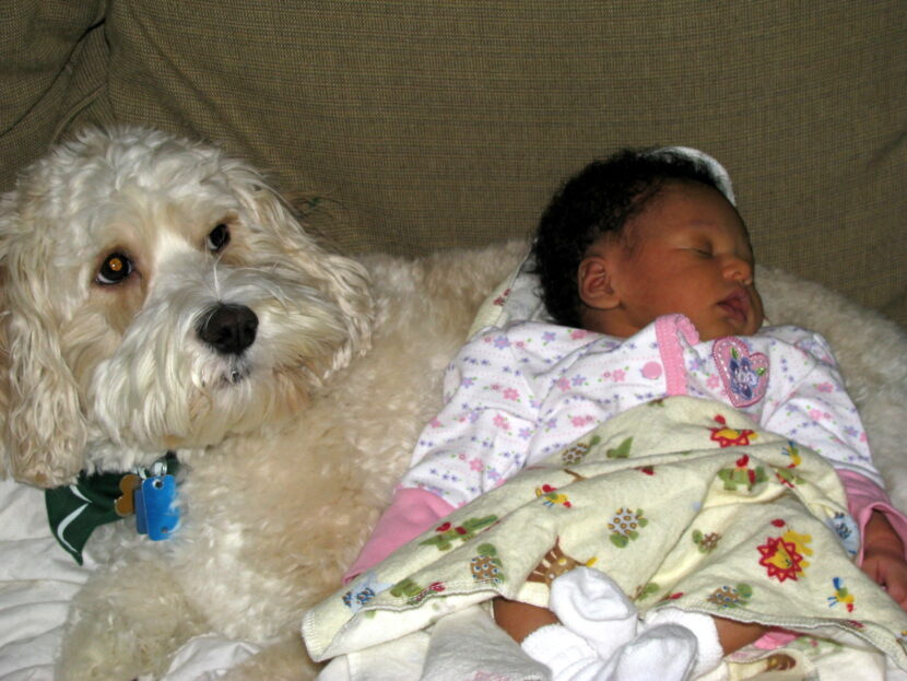 Home - Duke's Cockapoos