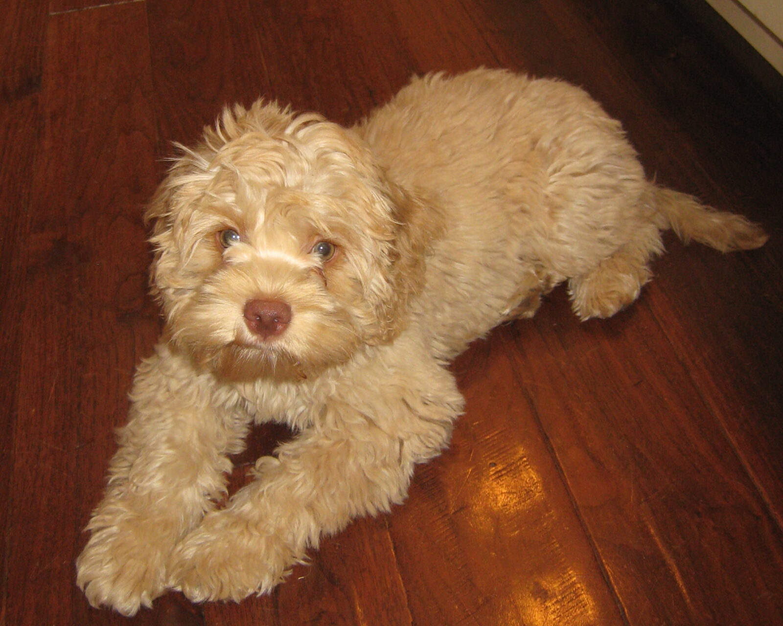 Frequently Asked Questions (FAQ) - Duke's Cockapoos