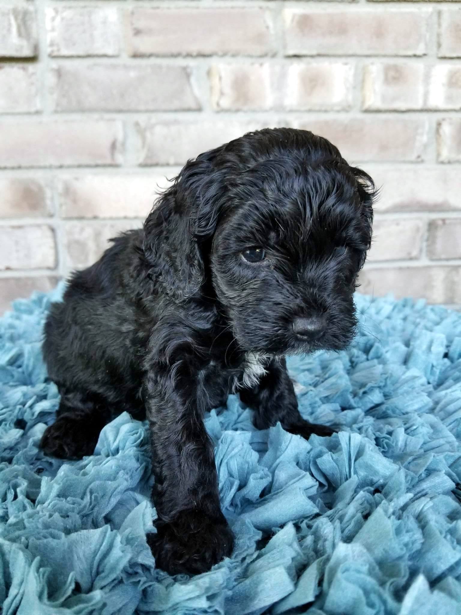 Cockapoo Colors - Duke's Cockapoos
